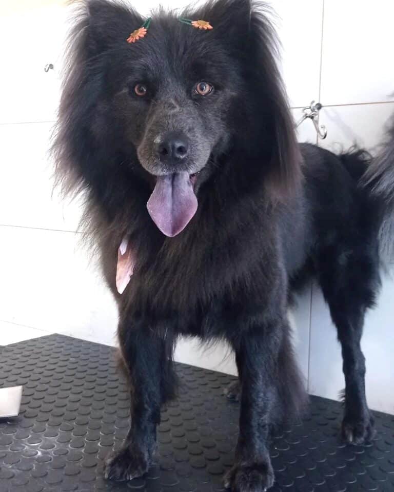 28 Chow Chow Mixes to Brighten Your Day (With Pictures)