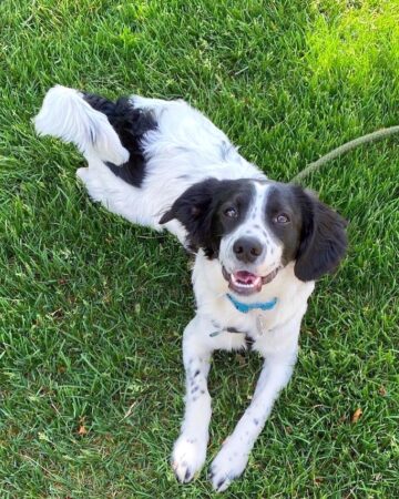21 Beautiful Brittany Spaniel Mixes to Discover (With Pictures)