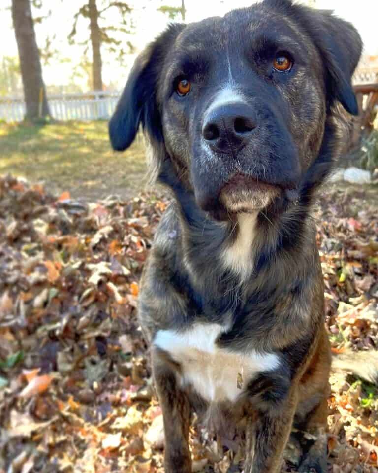 Mastiff Mixes: 43 Powerful and Unique Crossbreeds