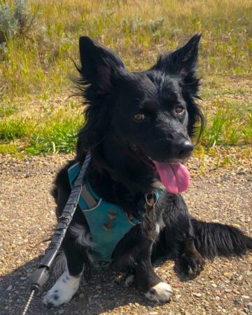 30 Cute Havanese Mixes You'll Love! (With Pictures)