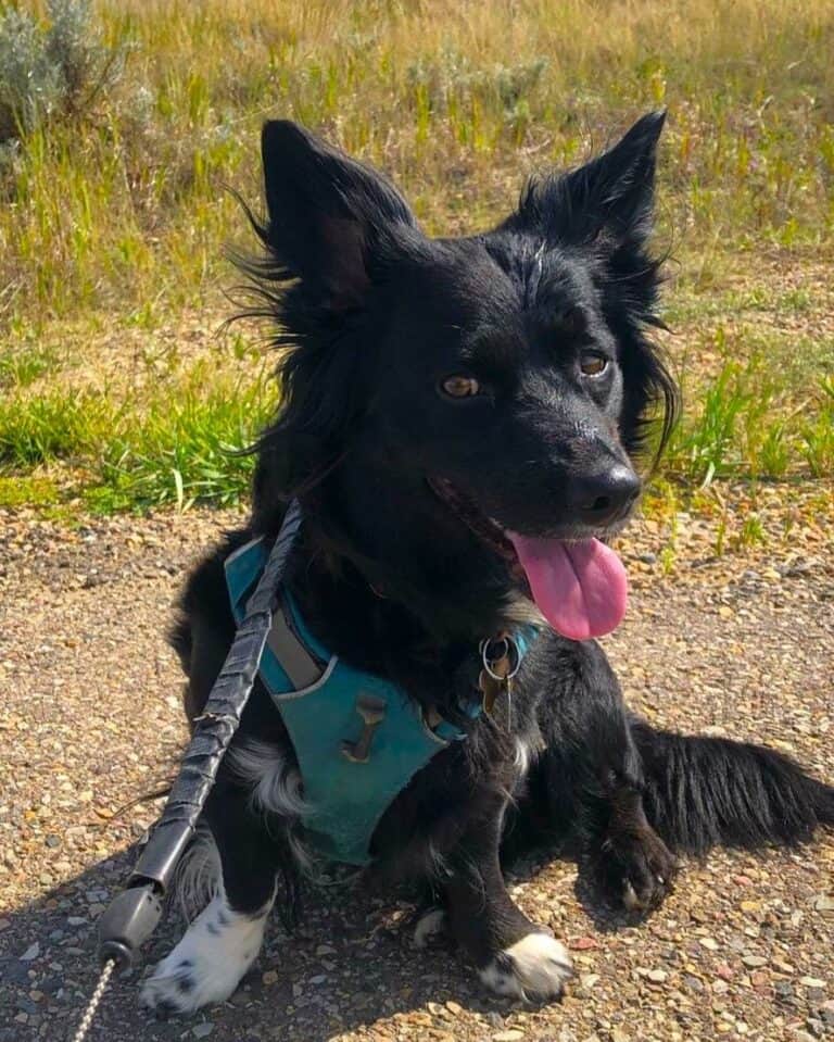 30 Cute Havanese Mixes You'll Love! (With Pictures)