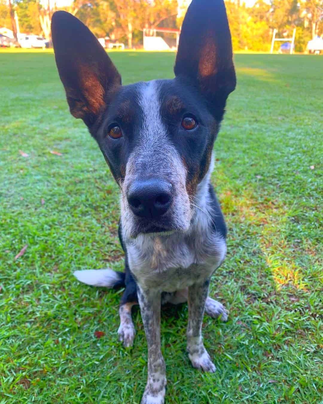 Greyhound Mixes: 24 Skinny Crossbreeds (With Pictures)