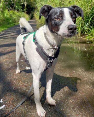 53 Most Adorable Jack Russell Terrier Mixes (With Pictures)