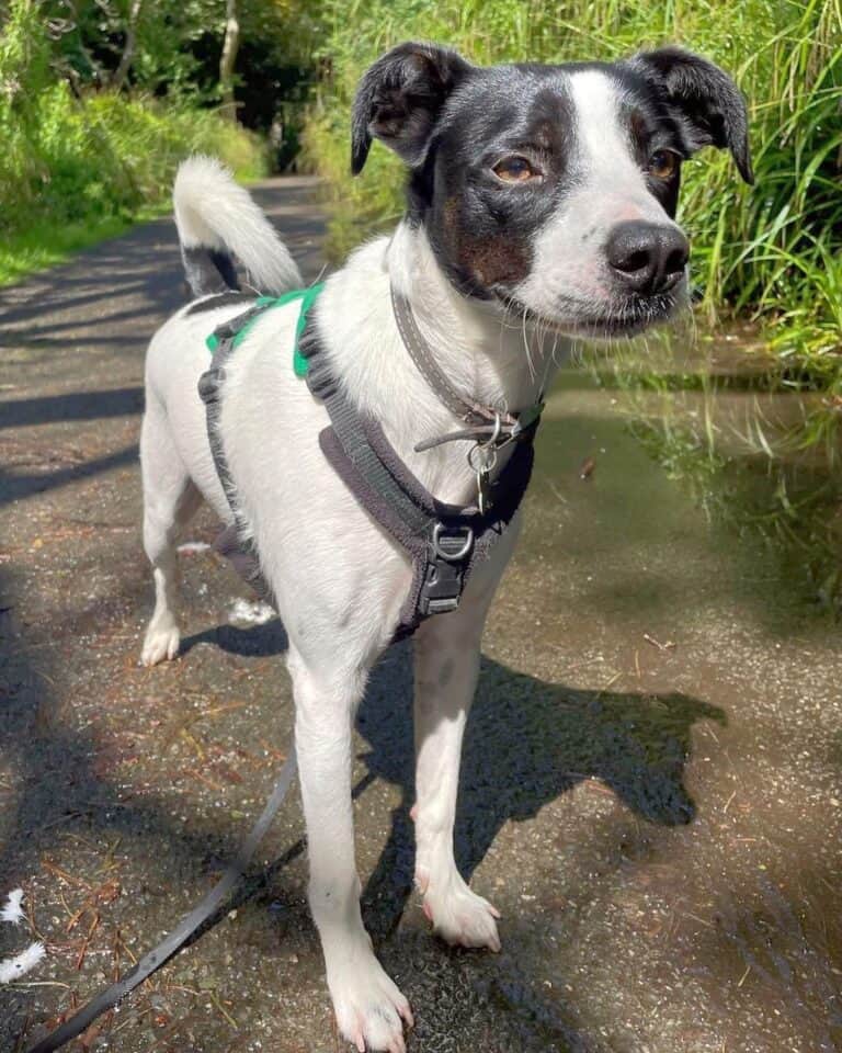 53 Most Adorable Jack Russell Terrier Mixes (With Pictures)