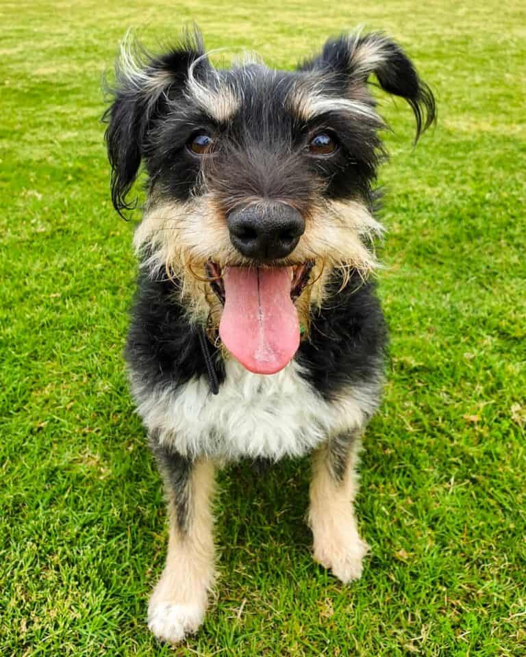 33 Adorable Schnauzer Mixes You Must See! (With Pictures)