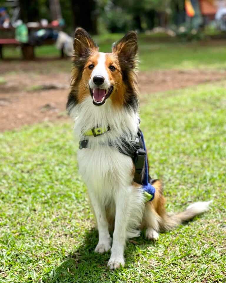 Shetland Sheepdog Mixes: 31 Cute Sheltie Hybrid Dogs