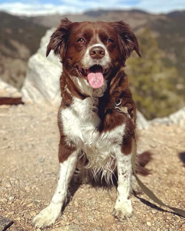 29 English Springer Spaniel Mixes (With Pictures)