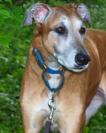 Mastiff Mixes: 43 Powerful and Unique Crossbreeds