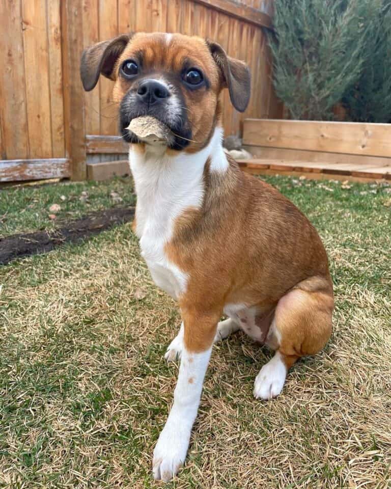 Boston Terrier Mixes: 50 Cutest Crossbreeds (With Pictures)