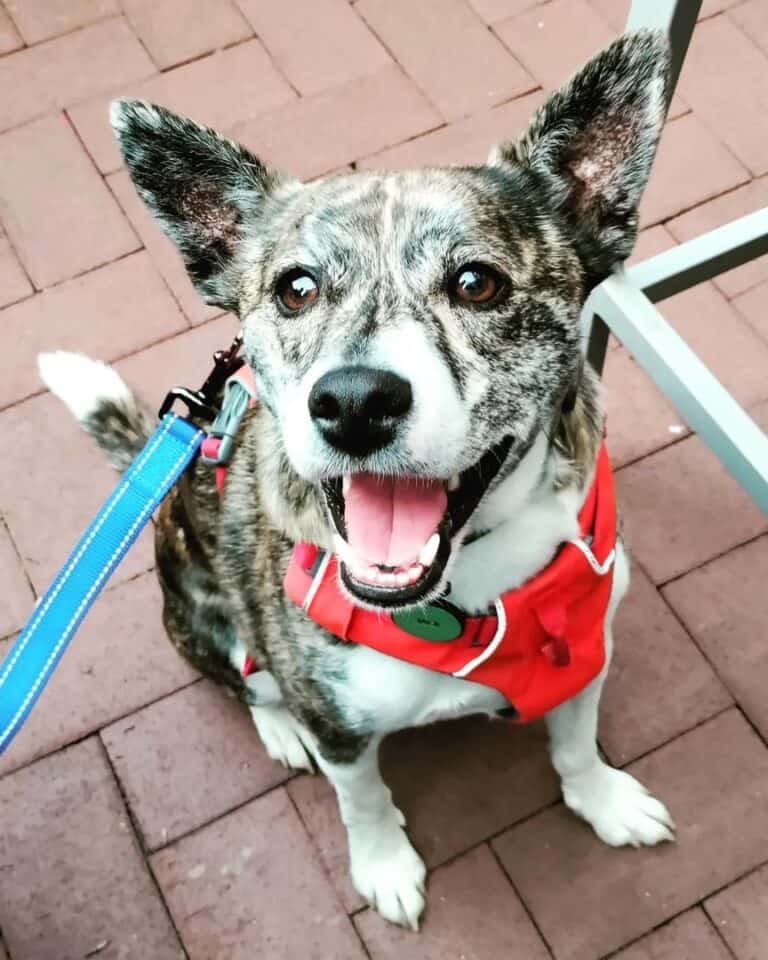 Boston Terrier Mixes: 50 Cutest Crossbreeds (With Pictures)