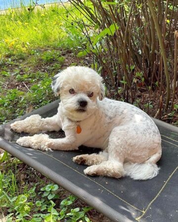 Boston Terrier Mixes: 50 Cutest Crossbreeds (With Pictures)