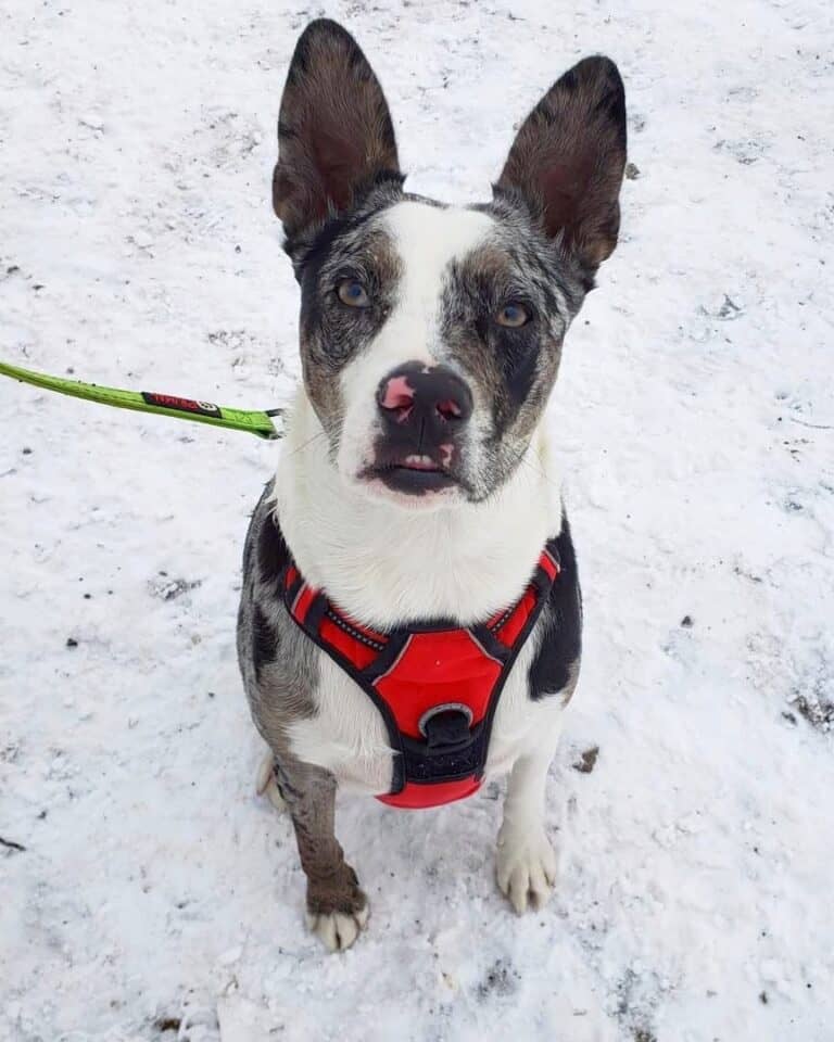 Boston Terrier Mixes: 50 Cutest Crossbreeds (With Pictures)