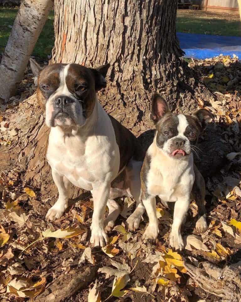 Boston Terrier Mixes: 50 Cutest Crossbreeds (With Pictures)