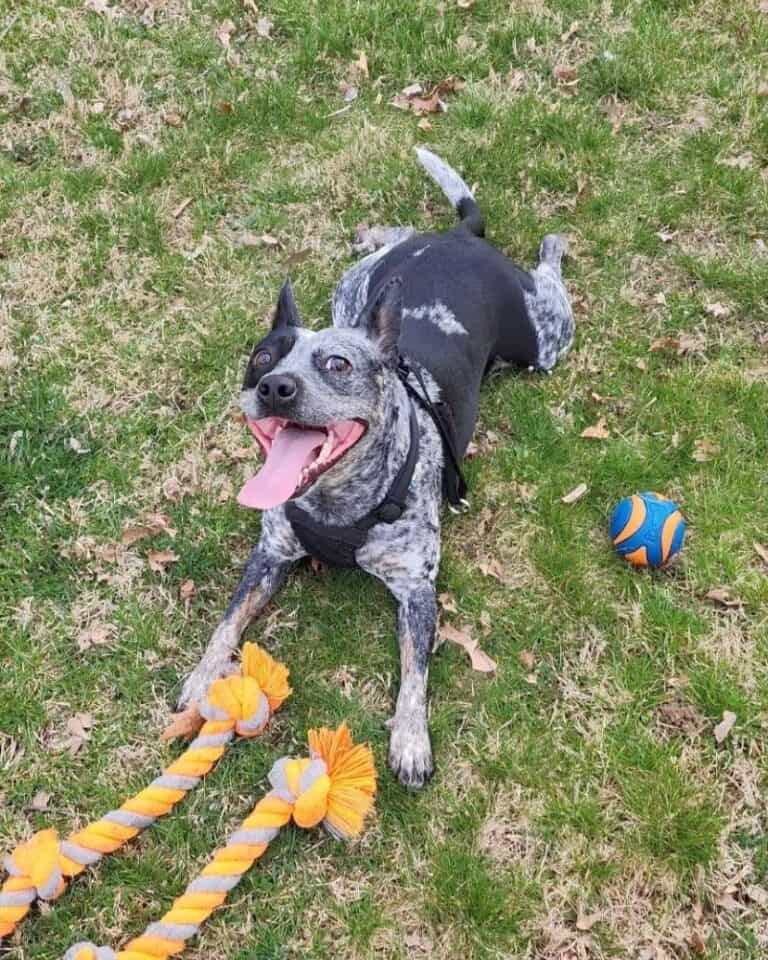 Boston Terrier Mixes: 50 Cutest Crossbreeds (With Pictures)