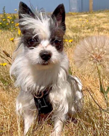 Boston Terrier Mixes: 50 Cutest Crossbreeds (With Pictures)