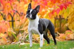 Boston Terrier Mixes: 50 Cutest Crossbreeds (With Pictures)