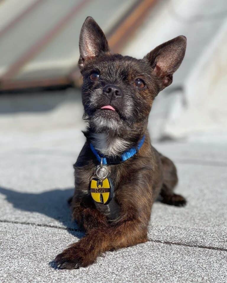 Boston Terrier Mixes: 50 Cutest Crossbreeds (With Pictures)