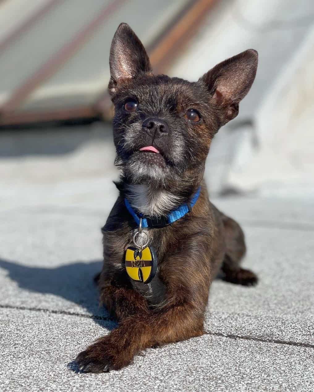 Boston Terrier Mixes: 50 Cutest Crossbreeds (With Pictures)