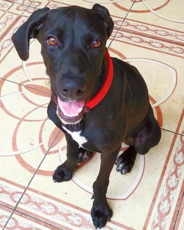 22 Beautiful Weimaraner Mixes You'll Love (With Pictures)