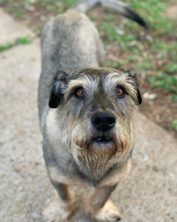 33 Adorable Schnauzer Mixes You Must See! (With Pictures)