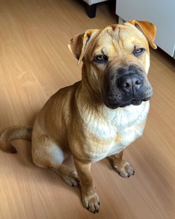 21 Adorable Shar-Pei Mixes You Need to Know