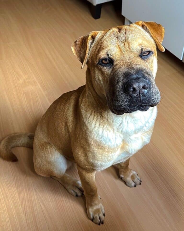 21 Adorable Shar-Pei Mixes You Need to Know