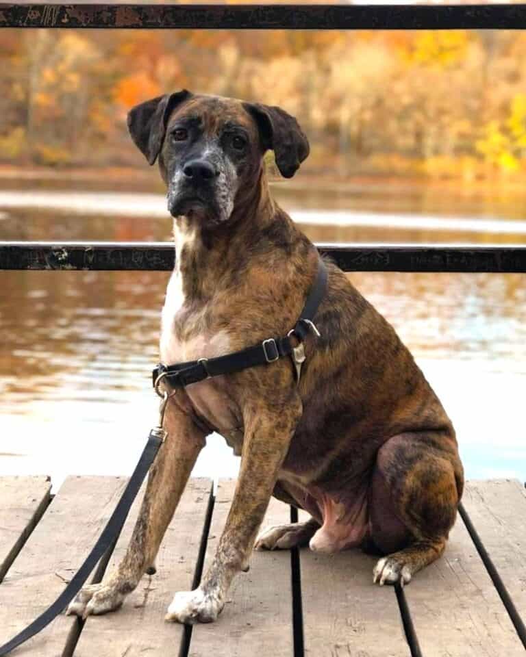 41 Unique Catahoula Leopard Dog Mixes (With Pictures)