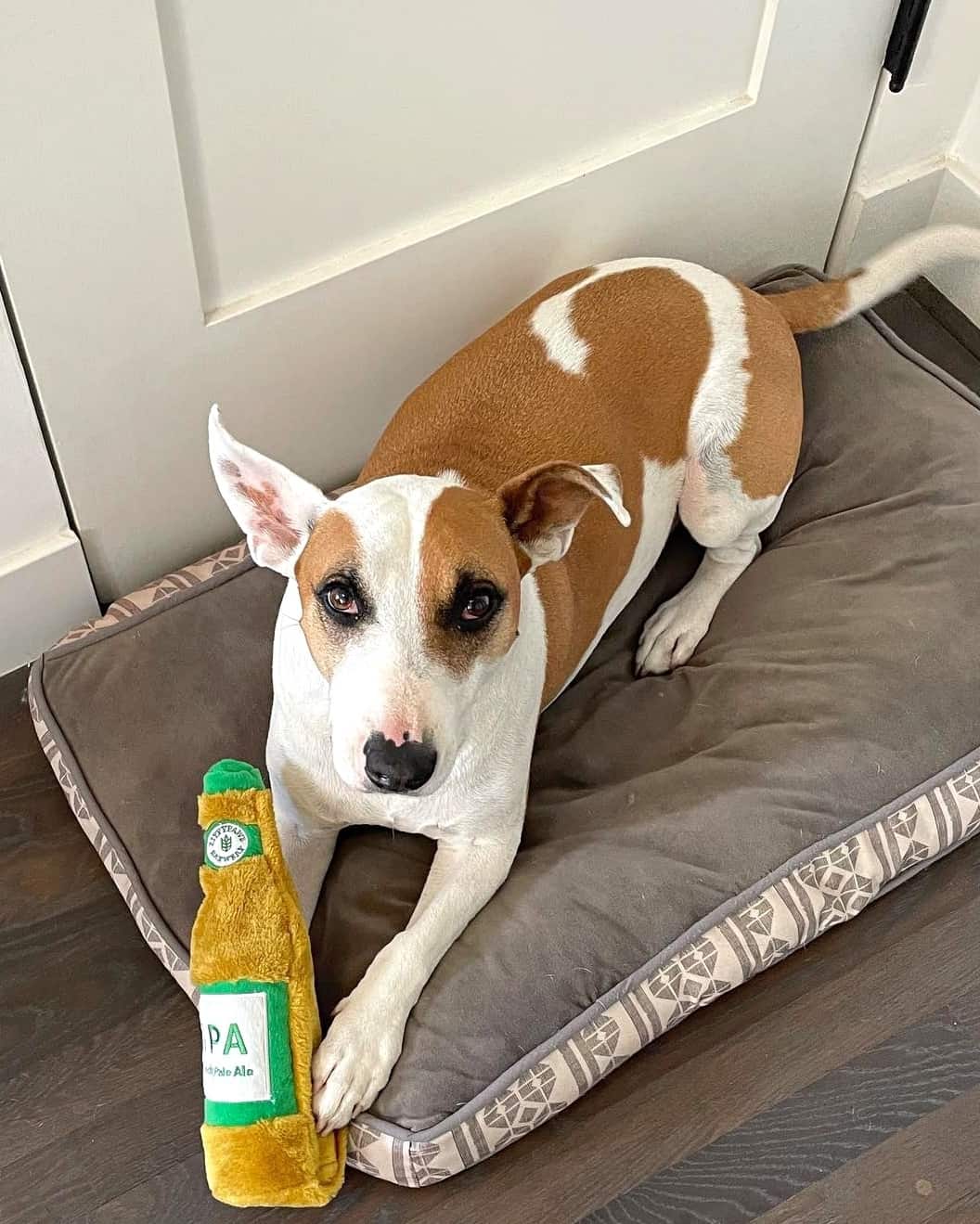 19 Adorable Bull Terrier Mixes You'll Love (With Pictures)