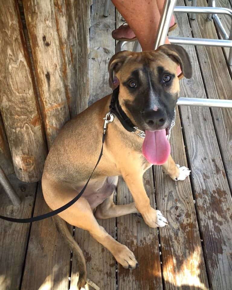 14 Black Mouth Cur Mixes: A Complete Guide (With Pictures)