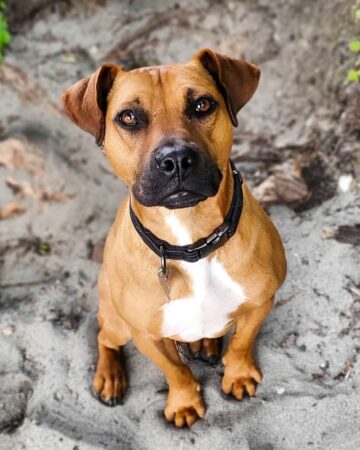 35 Whippet Mixes: A Complete Guide (With Pictures)