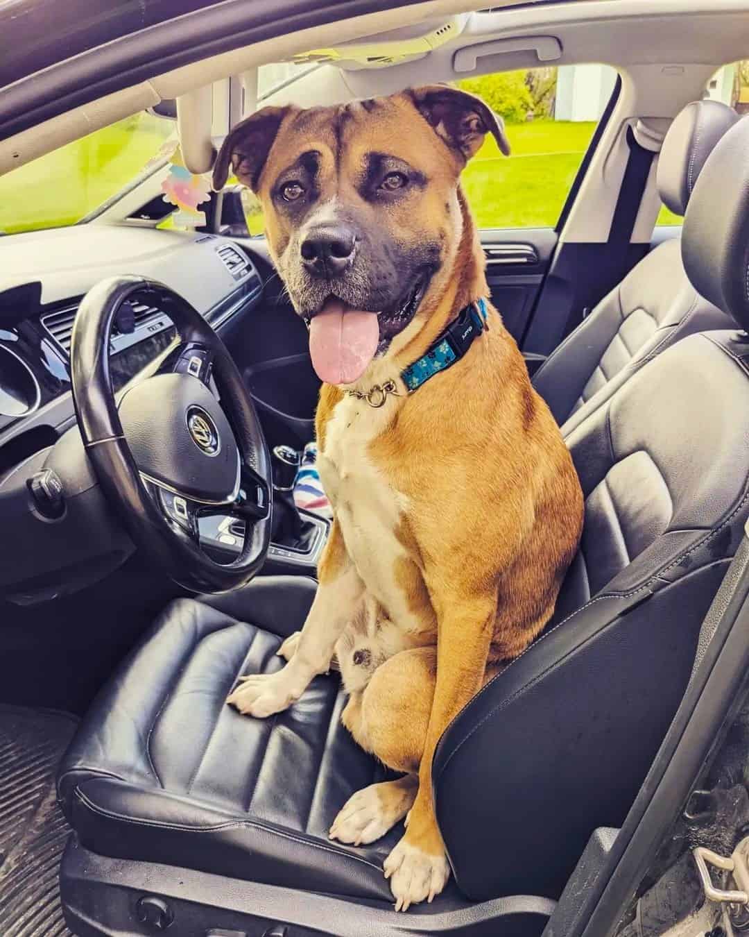 45 Unique Akita Mixes: An Ultimate Guide (With Pictures)