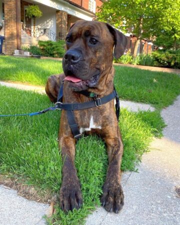Mastiff Mixes: 43 Powerful and Unique Crossbreeds