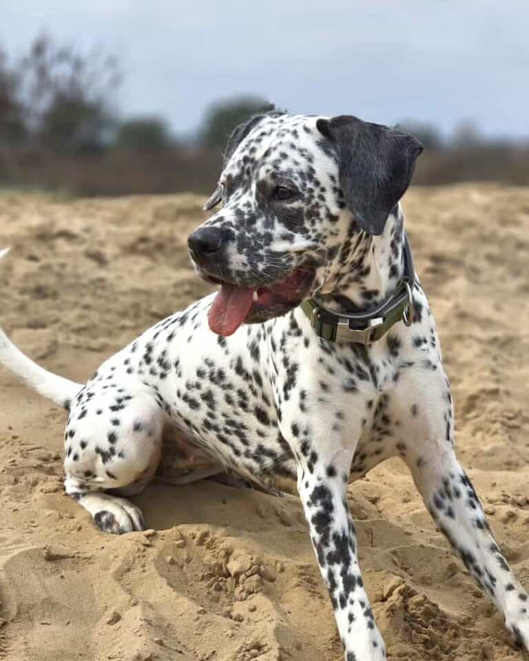 35 Dalmatian Mixes That Hit the “Spot” (With Pictures)