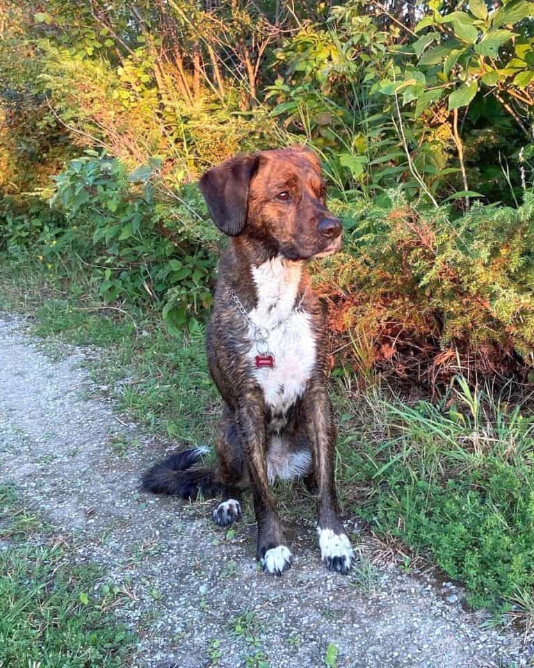 29 English Springer Spaniel Mixes (With Pictures)