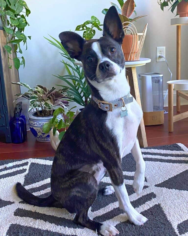 Boston Terrier Mixes: 50 Cutest Crossbreeds (With Pictures)