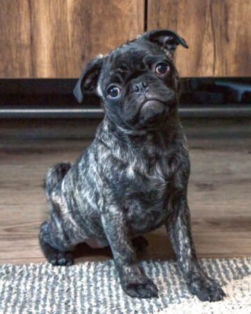 20 Pug Colors Explained (With Pictures!) - Happy Dog Breeds