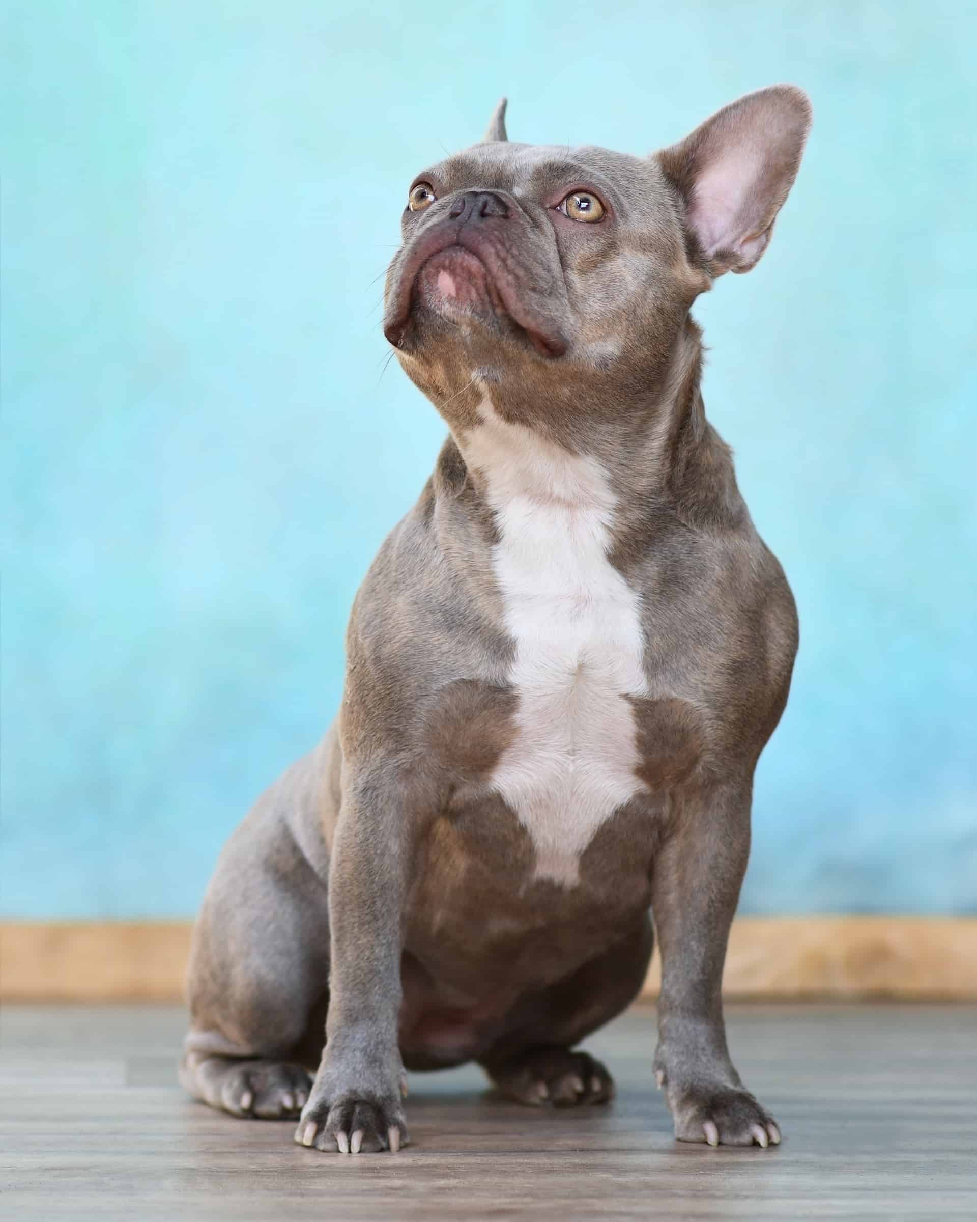 Lilac French Bulldog: Facts, Genetics, Health & Pictures