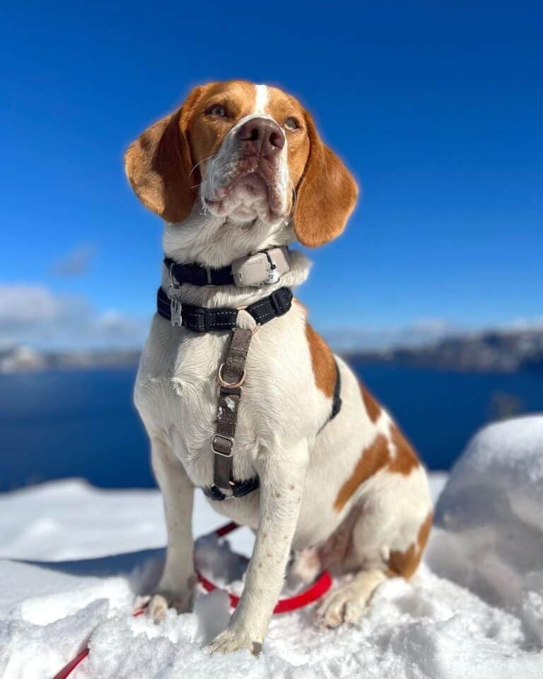 21 Beautiful Brittany Spaniel Mixes to Discover (With Pictures)