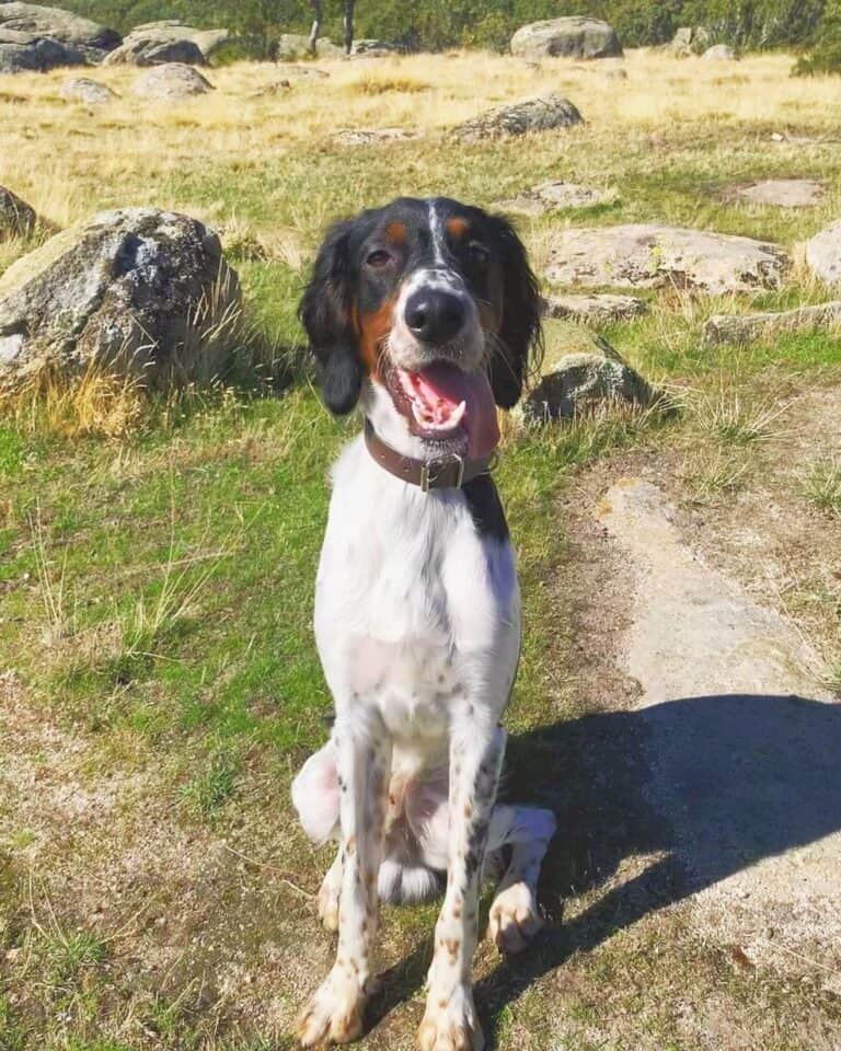 21 Beautiful Brittany Spaniel Mixes to Discover (With Pictures)