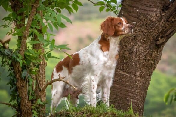 Treeing Walker Coonhound Beagle Mix Guide (With Pictures)