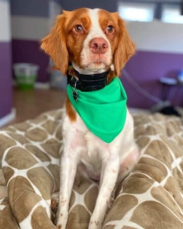 29 English Springer Spaniel Mixes (With Pictures)