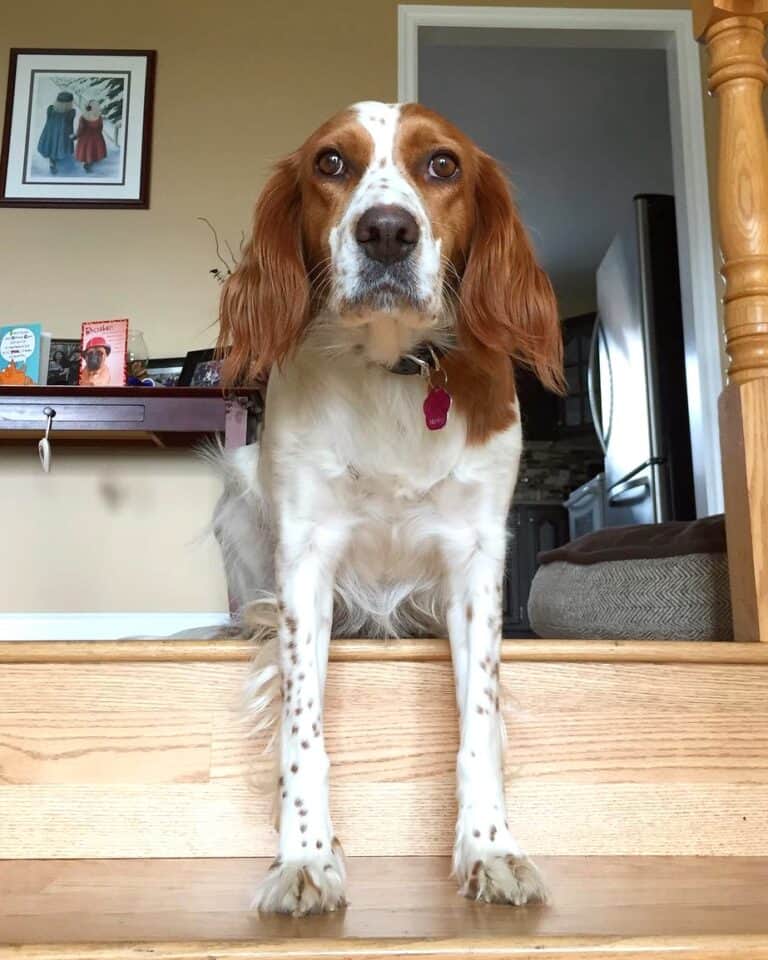 21 Beautiful Brittany Spaniel Mixes to Discover (With Pictures)