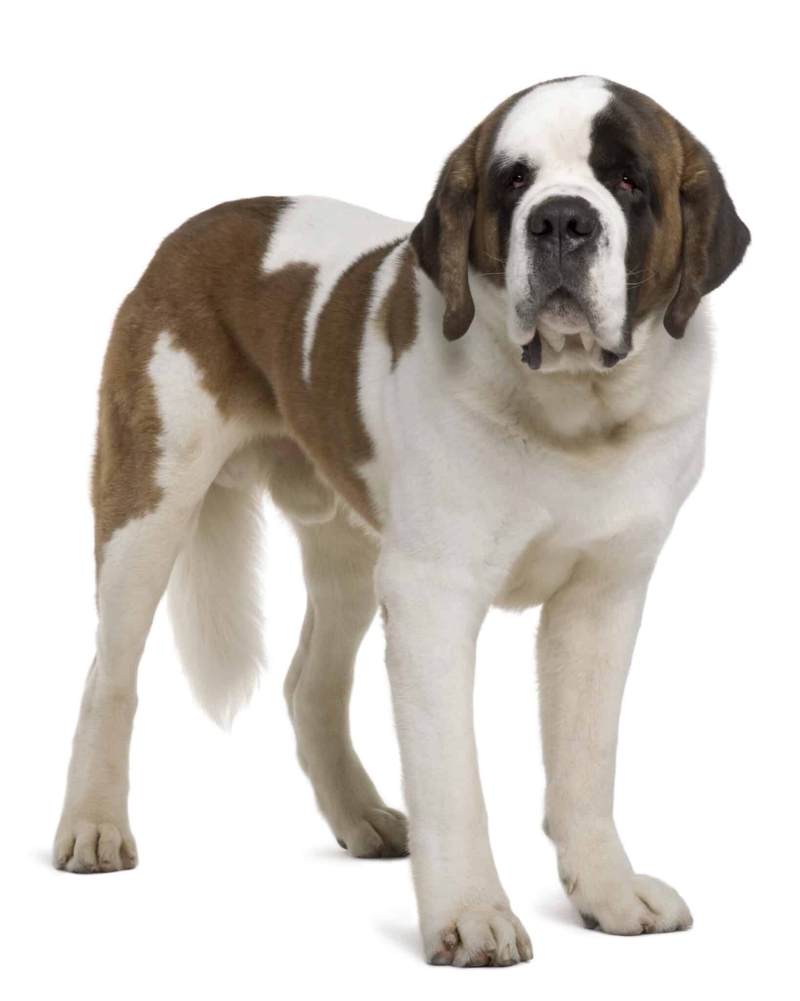 17 Saint Bernard Colors Explained (With Pictures!)