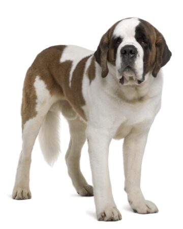 17 Saint Bernard Colors Explained (With Pictures!)