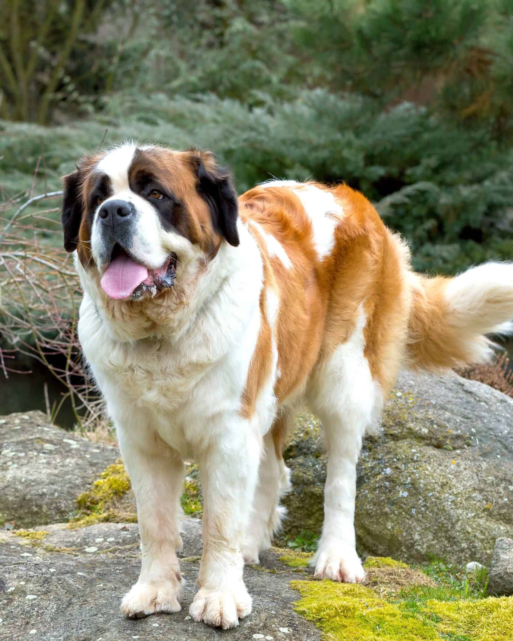 17 Saint Bernard Colors Explained (With Pictures!)