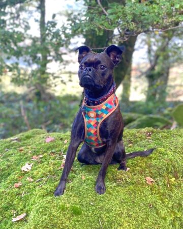 Boston Terrier Mixes: 50 Cutest Crossbreeds (With Pictures)