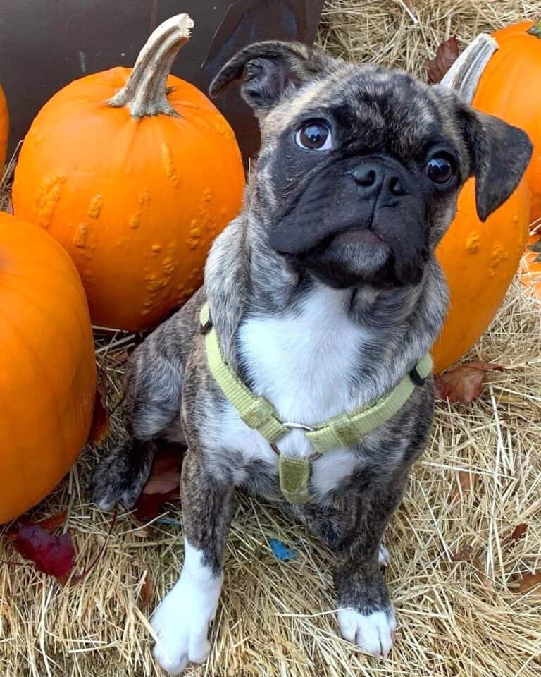 Boston Terrier Mixes: 50 Cutest Crossbreeds (With Pictures)