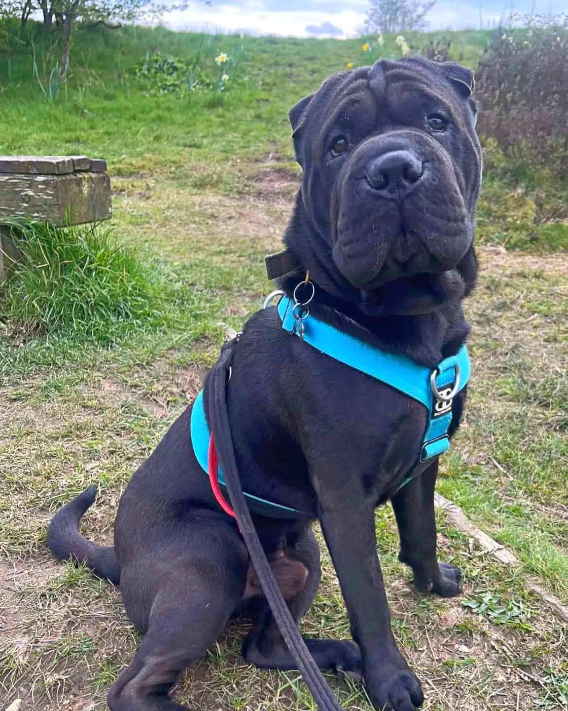 21 Adorable Shar-Pei Mixes You Need to Know