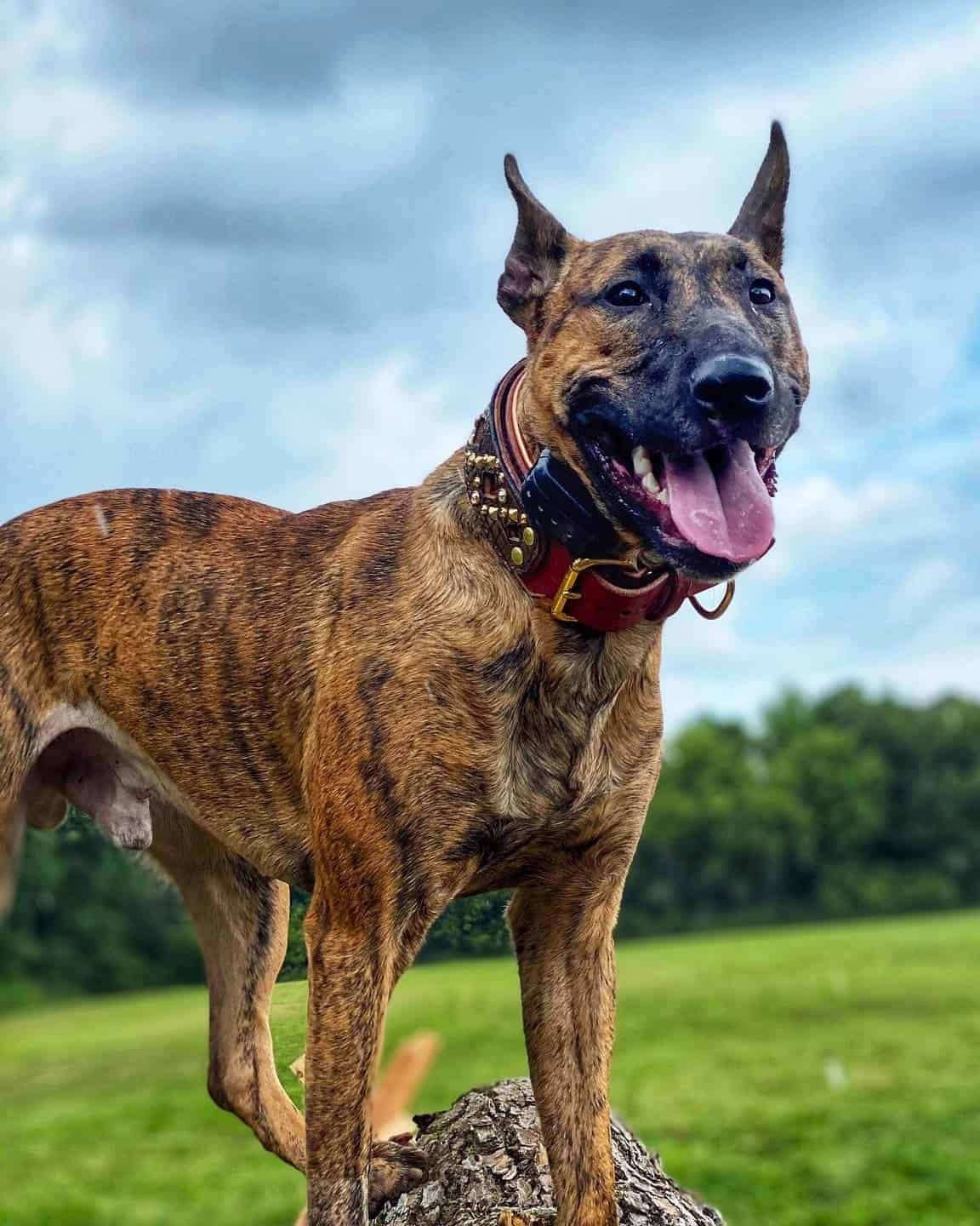 24 Belgian Malinois Mixes to Know (With Pictures)