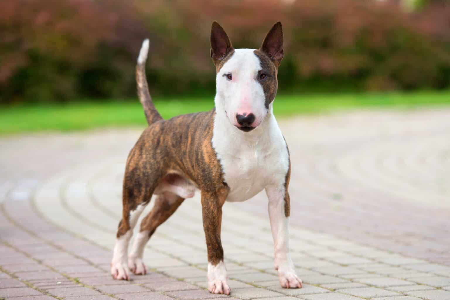 19 Adorable Bull Terrier Mixes You'll Love (With Pictures)